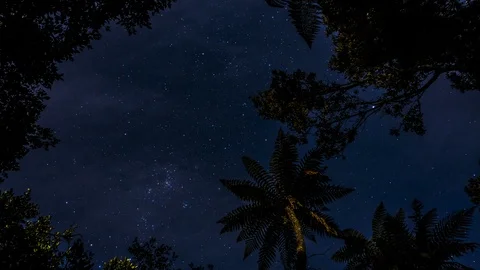 Rainforest At Night Stock Video Footage | Royalty Free Rainforest At ...