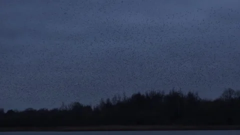 Night time as flock of birds flying in t... | Stock Video | Pond5