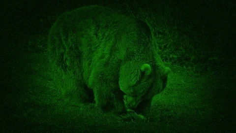 Bear At Night Stock Footage ~ Royalty Free Stock Videos | Pond5