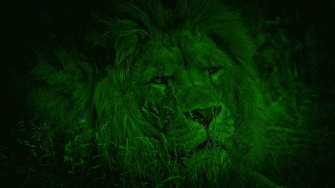 Night Vision Lion Turns And Looks At Cam... | Stock Video | Pond5