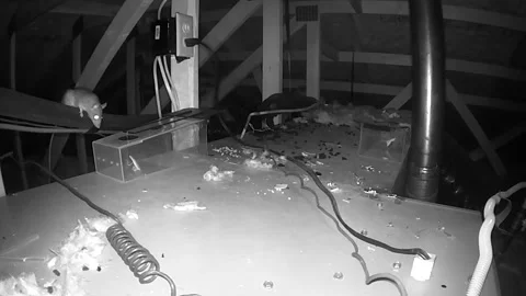 Trap Stock Video Footage | Royalty Free Trap Videos | Pond5