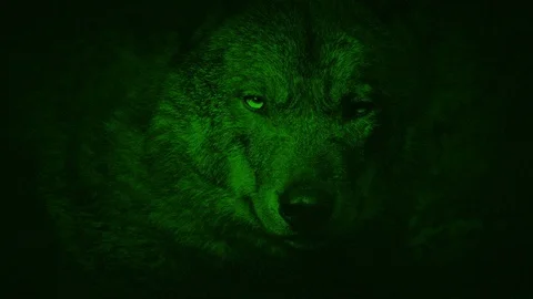 Wolf Growling Stock Videos – Royalty-Free HD & 4K Videos