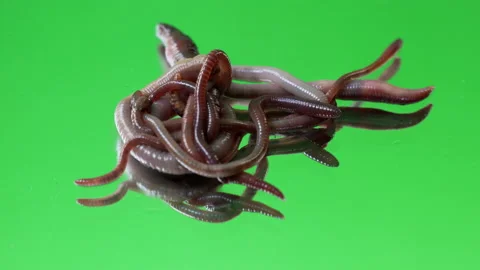 Night worms crawl around on green screen... | Stock Video | Pond5