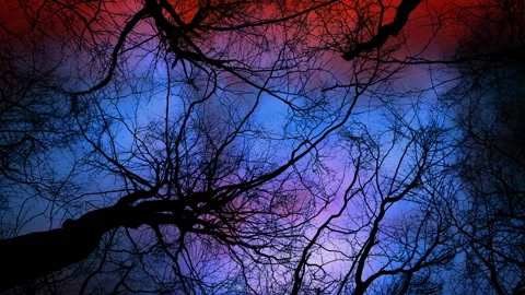 Nightmare Landscape Of Dead Trees With R... | Stock Video | Pond5