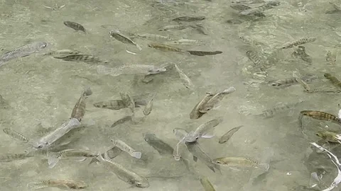 Nile Tilapia fish in pond on southeast a... | Stock Video | Pond5