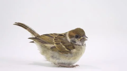 nimble Little sparrow isolated on white ... | Stock Video | Pond5