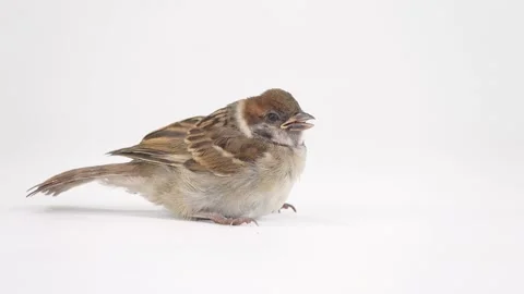 nimble little sparrow running away from ... | Stock Video | Pond5