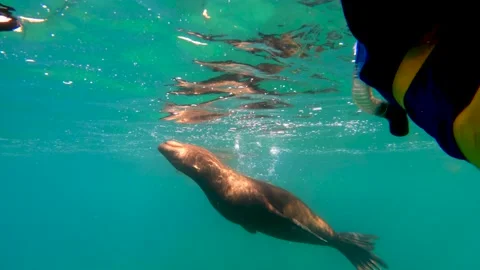 Nimble Clip Stock Videos – Royalty-Free HD & 4K Videos | Pond5