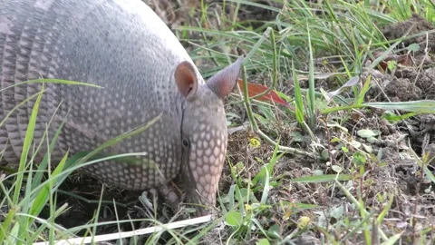 Nine-banded Armadillo Foraging Digging i... | Stock Video | Pond5
