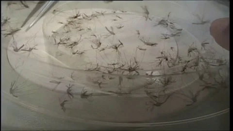 Nine new African countries to receive mi... | Stock Video | Pond5