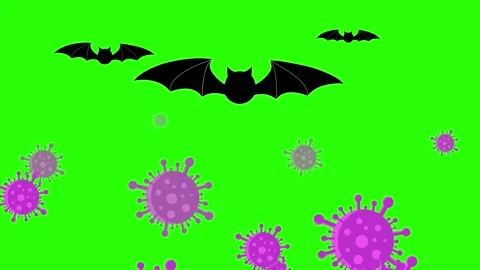 Indian Bat Virus Stock Videos – Royalty-Free HD & 4K Videos | Pond5