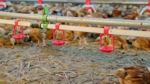 Chicken Nipple Waterer Stock Videos – Royalty-Free HD & 4K Videos | Pond5