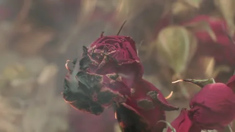 No eco friendly concept. Planet earth de... | Stock Video | Pond5