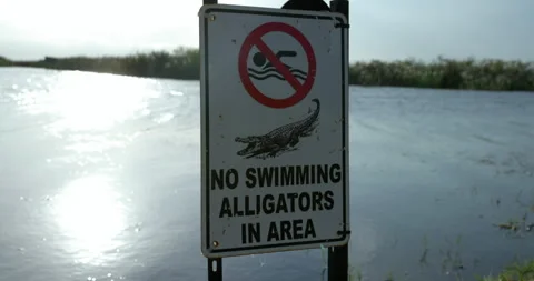 No Swimming Alligator sign - close up in... | Stock Video | Pond5