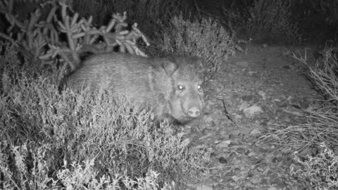 Desert Animals Night Stock Footage ~ Royalty Free Stock Videos | Pond5