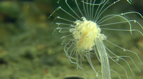Nodding Hydroid (Corymorpha nutans). | Stock Video | Pond5