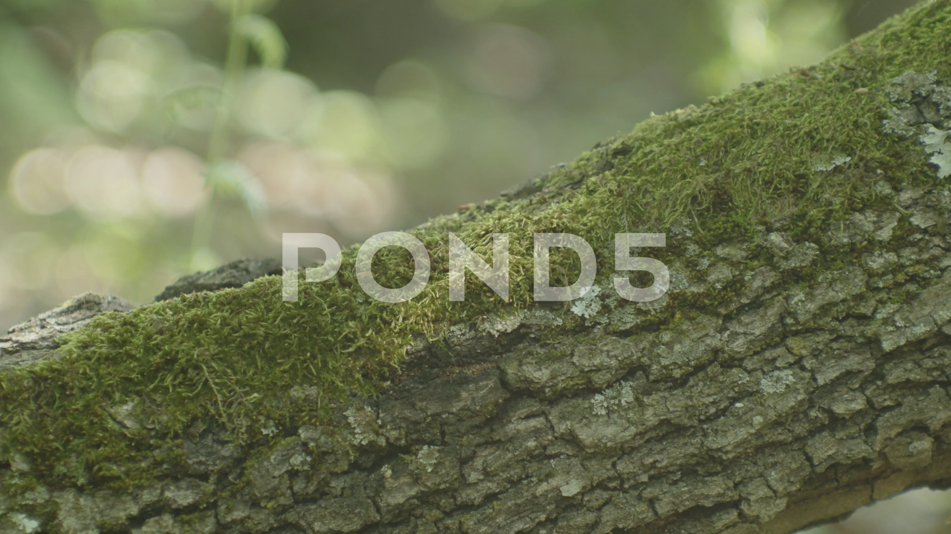 Moss Plant Texture