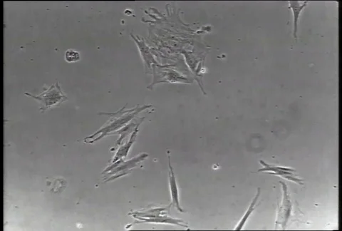 Cells Under Microscope Stock Footage ~ Royalty Free Stock Videos | Page 8
