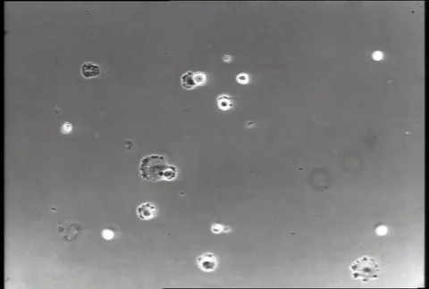 Chromatin Stock Footage ~ Royalty Free Stock Videos | Pond5