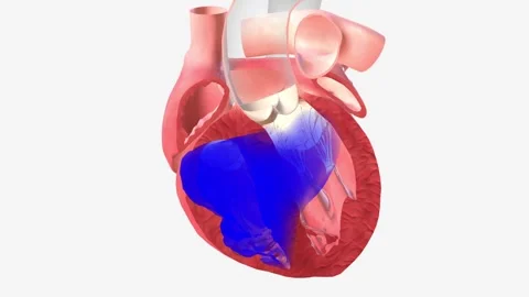 With normal flow, oxygenated and deoxyge... | Stock Video | Pond5