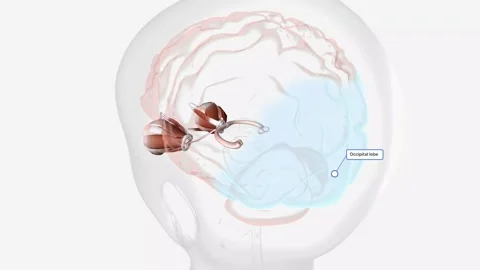 Normal Visual Pathway with Eye Movement | Stock Video | Pond5