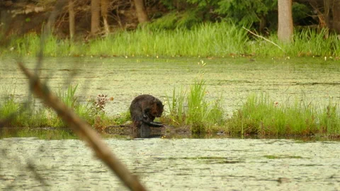 North American Beaver Sitting And Scratc... | Stock Video | Pond5