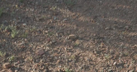 North American Coyote Scat Feces Poop Si... | Stock Video | Pond5