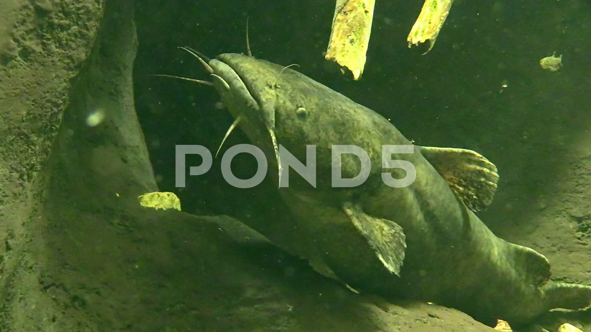 Flathead Catfish Wallpaper