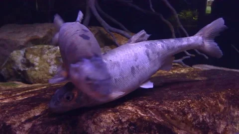 Chub Stock Video Footage | Royalty Free Chub Videos | Pond5