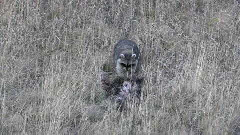 Roadkill Stock Video Footage | Royalty Free Roadkill Videos | Pond5