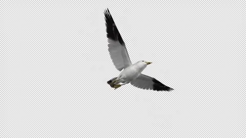 Seagull Alpha Stock Footage ~ Royalty Free Stock Videos | Pond5