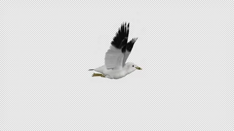 Seagull Alpha Stock Footage ~ Royalty Free Stock Videos | Pond5