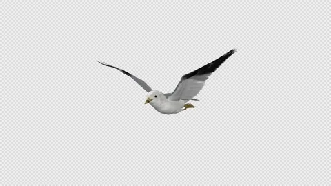 Seagull Alpha Stock Footage ~ Royalty Free Stock Videos | Pond5