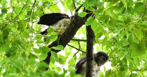 Northern boobook (Ninox japonica), juven... | Stock Video | Pond5