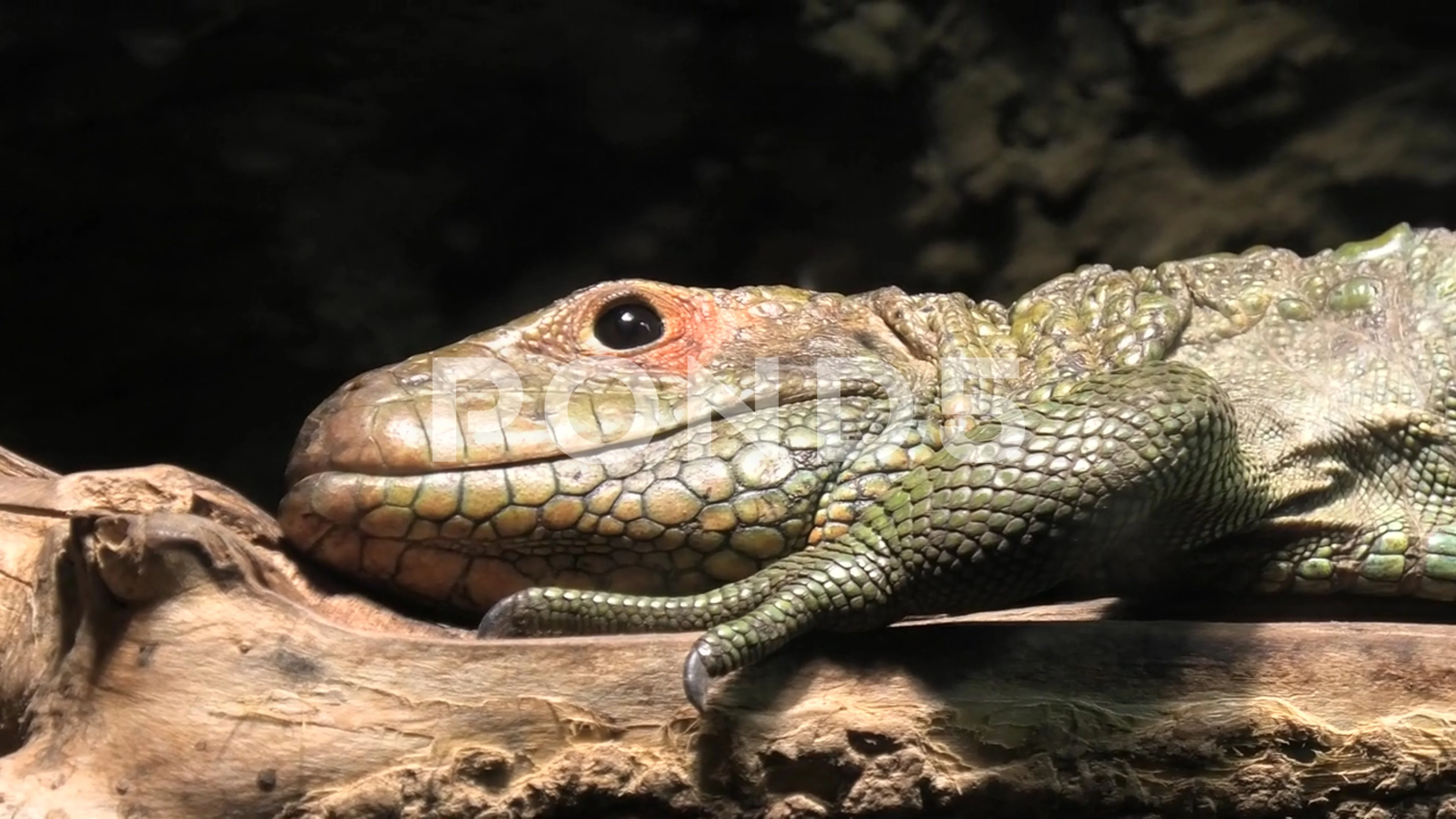 Caiman Lizard Full Grown