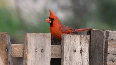 Northern Cardinal bird eats seed on a wo... | Stock Video | Pond5