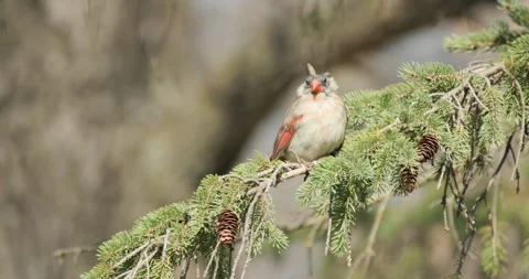 Northern Cardinal Bird Female Disease Ba... | Stock Video | Pond5
