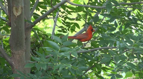 Northern Cardinal Stock Videos – Royalty-Free HD & 4K Videos