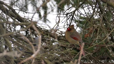 Northern cardinal male and turtle dove a... | Stock Video | Pond5