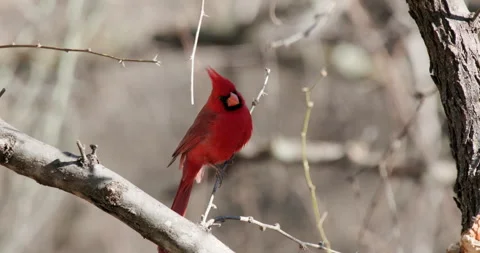 Cardinal Sounds Stock Footage ~ Royalty Free Stock Videos | Pond5