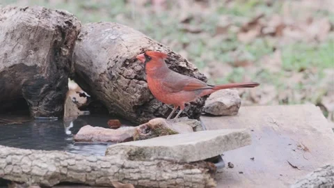 Northern Cardinal wild bird drinking wat... | Stock Video | Pond5