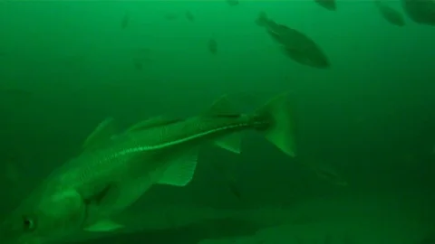 Northern Cod fish, captured with a under... | Stock Video | Pond5