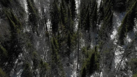 Tree Line Stock Video Footage | Royalty Free Tree Line Videos | Pond5