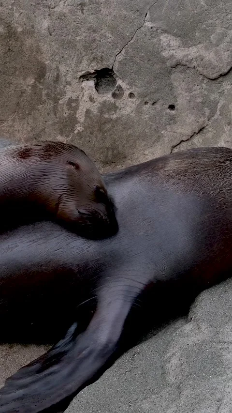 Small Breasts Video Stock Footage ~ Royalty Free Stock Videos | Pond5