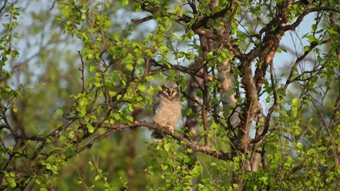 Intense Owl Stare Stock Videos – Royalty-Free HD & 4K Videos