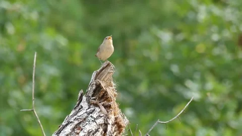 S House Song Stock Videos – Royalty-Free HD & 4K Videos