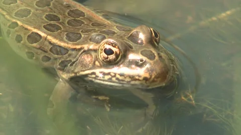 Northern Leopard Frog Stock Videos – Royalty-Free HD & 4K Videos