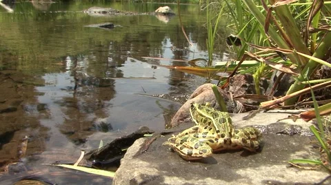 Frog Jump Stock Videos – Royalty-Free HD & 4K Videos