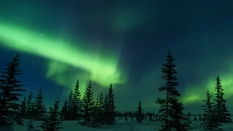 Boreal Forest Stock Video Footage | Royalty Free Boreal Forest Videos | Pond5