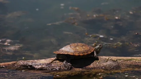 Northern Map Turtle on a Log, Pelee Isla... | Stock Video | Pond5
